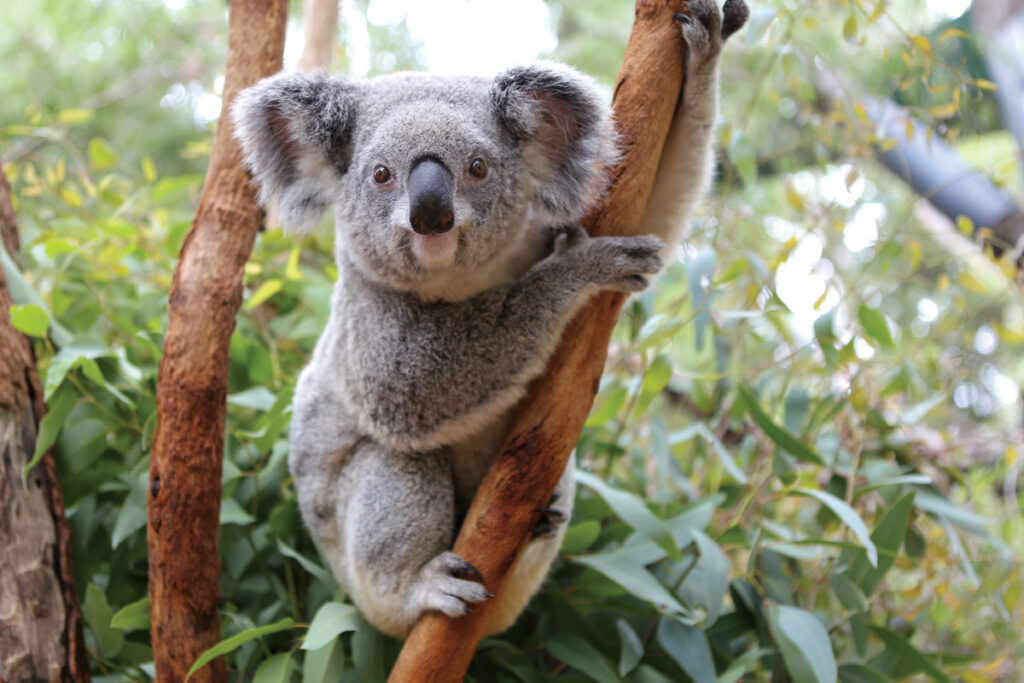 Top 7 Dumbest Animals in the World
